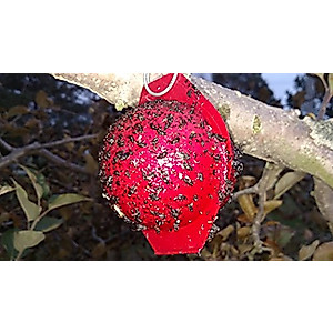 Disposable Apple Maggot Trap Kit 25 Apples, 25 Wire Holders, Two cans of Adhesive.