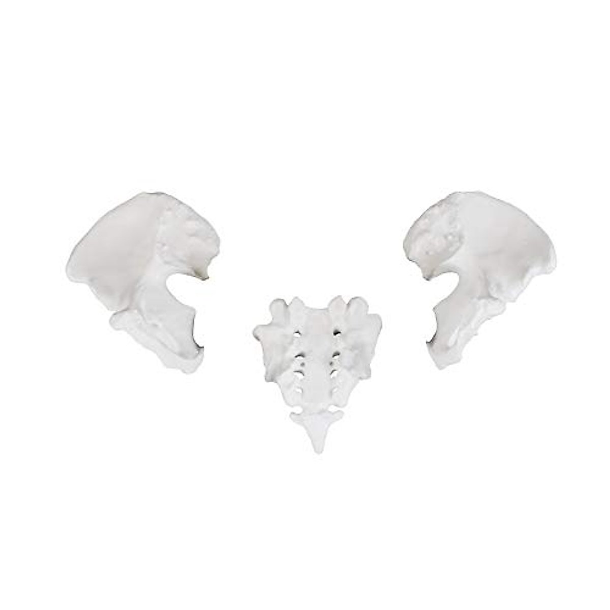Vision Scientific VAS220-CC0 Life Size, Total Disarticulated Skeleton | Bones & Osteological Features Numbered for Identification | 3-Part Skull | Key to Numbered Structures W Manual & Carrying Case