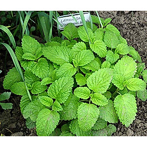 Gaea's Blessing Seeds - Lemon Balm Seeds - Non-GMO Seeds with Easy to Follow Planting Instructions - 92% Germination Rate Melissa Officinalis