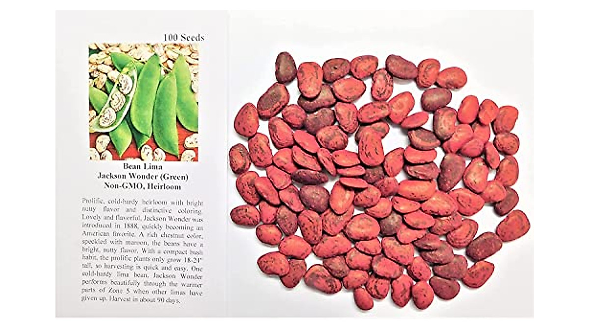 Grow Jackson Wonder Lima Beans: Heirloom Non-GMO Bush Seeds