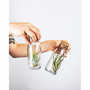 Shop Succulents Bromeliad Collection Hand Selected Variety of Tillandsia Ionantha, Purifying Live Indoor Air Plants