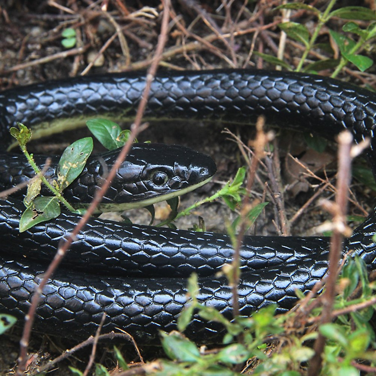 NAKIMO Realistic Rubber Fake Snake Toy 50 Inch Mamba for Garden Props and Practical Joke