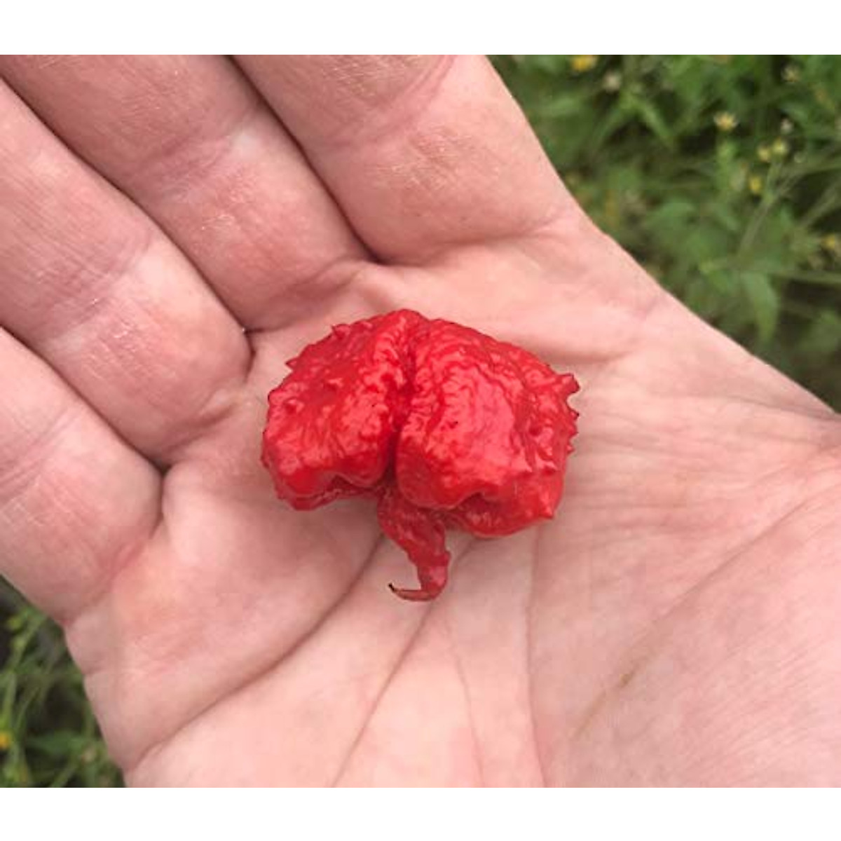 Dragon's Breath Chile Pepper Premium Seed Packet Possibly Hottest in The World Dragon Dragons