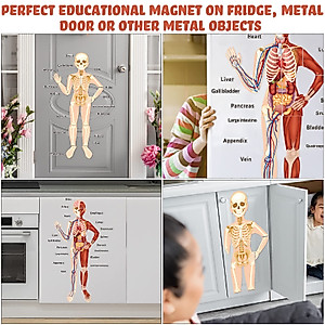 Capoda 63 Pieces Human Body Magnetic Puzzle Set Human Skeleton Organs Muscles Anatomy Magnetic Accents Body Parts Recognition Learning Kit for Home Decoration