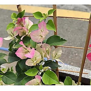 5 Pack 16" Bamboo Trellis for Climbing Plants-Natural Garden Ladder Trellis, Fan -Shaped Support Trellis for Potted Plant Decor in Door