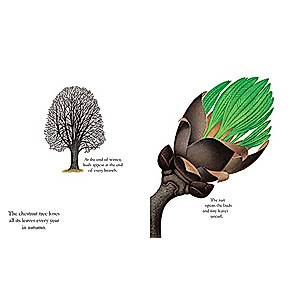 Trees (My First Discovery Paperbacks)