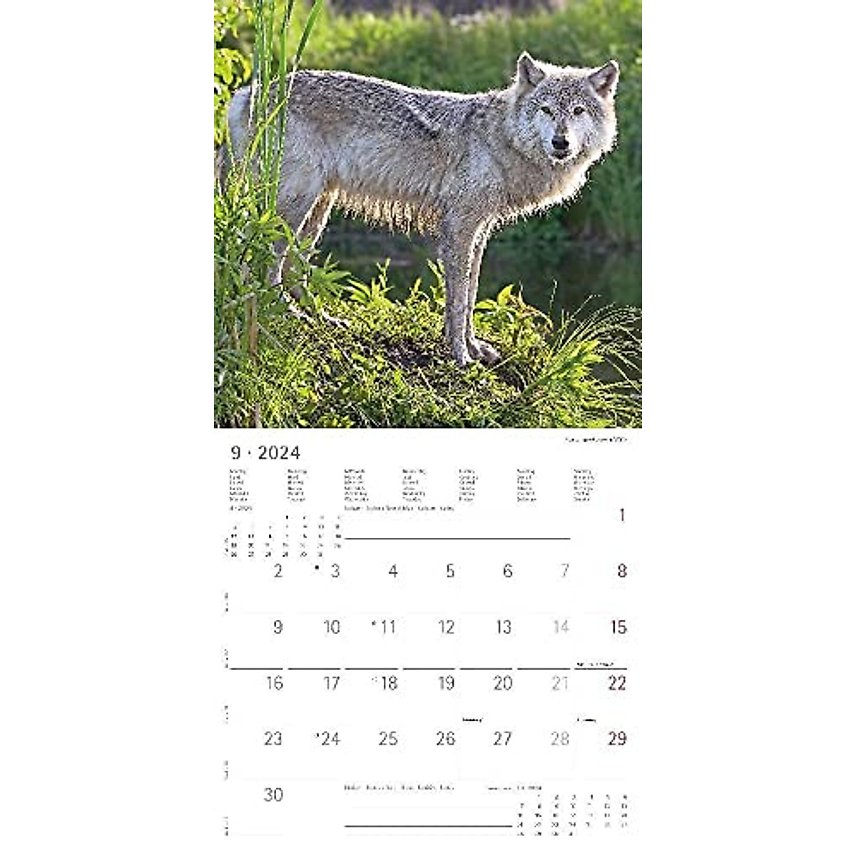 Wolves 2024 Brochure Calendar 30 x 30 cm (30 x 60 Open) Calendar with Space for Notes Wolves Picture Calendar Wall Planner Alpha Edition