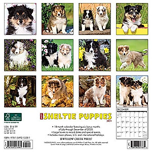 Just Sheltie Puppies 2021 Wall Calendar (Dog Breed Calendar)