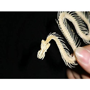 Real Snake Skeleton Animal Specimen in Science Classroom Specimens for Science Education