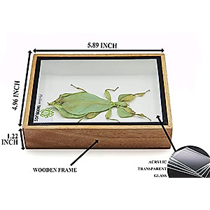 Angelwing Real Leaf Insect Beetle Bug Green Brown Taxidermy Butterfly Insect Box Framed Display