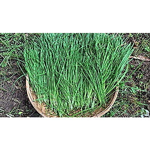 Chinese Leek Seeds for Planting(500 Seeds)