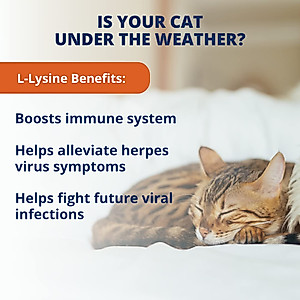 Under the Weather Pet Daily Cat L-Lysine | 60 Bite Size Soft Chews for Cats |Vet Formulated, All Natural, Amino Acid Support for Felines | Maintain Normal Immune System Response