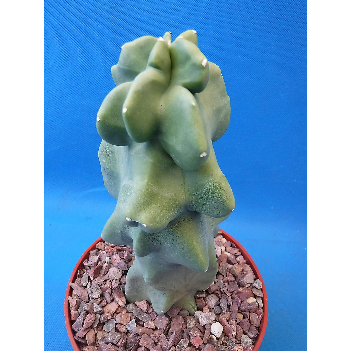 Tucson Tools Redeo 6" to 12" Tall Totem Pole Cactus (Shipped Bare Root-NO Pot!) Spineless! Very Unusual!