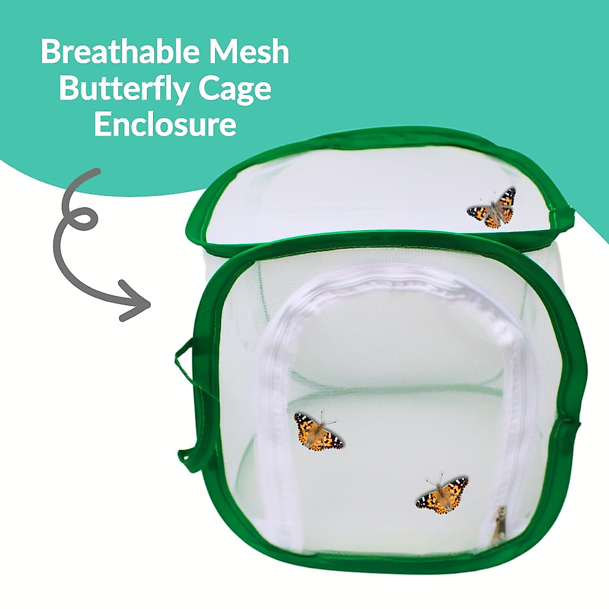 Clearwater Butterfly Live Painted Lady Butterflies - Butterfly Growing Kit with Live Caterpillars - Mesh Cage Included - Butterfly Habitat - 10 Live Caterpillars to Butterflies - Live Butterfly Kit