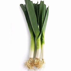 Large American Flag Leek Seeds for Planting, 500+ Heirloom Seeds Per Packet, (Isla's Garden Seeds), Non GMO Seeds, Botanical Name: Allium ampeloprasum, Great Home Garden Gift