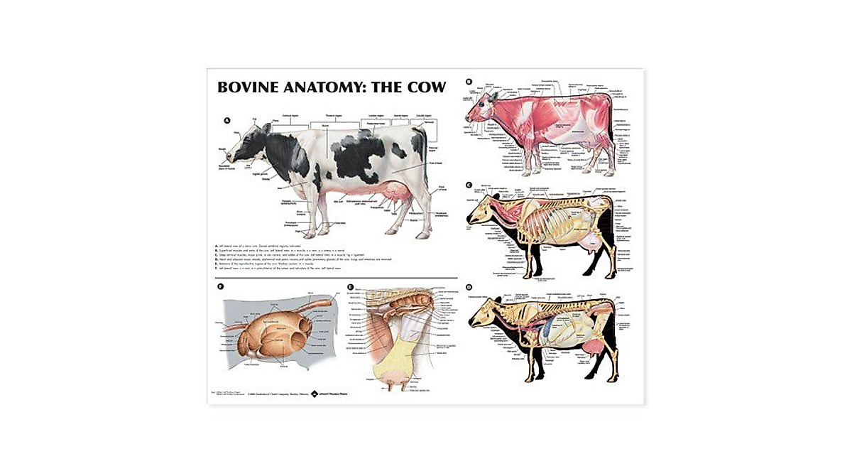 Cow Anatomy Chart - Durable Bovine Visual Guide for Veterinary & Farming