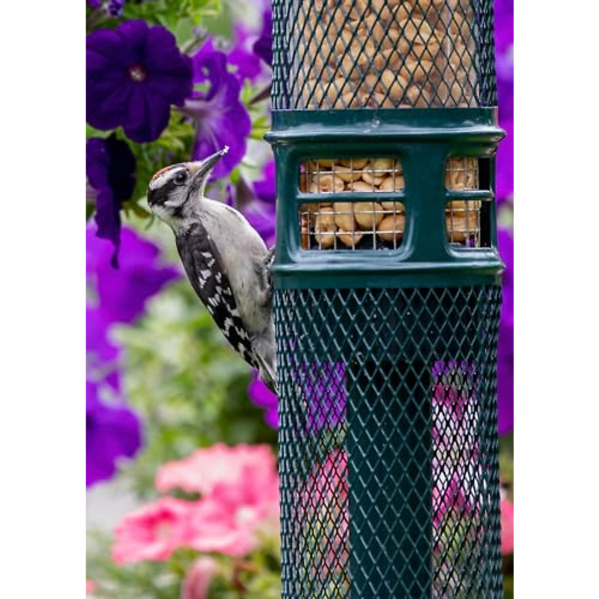 Squirrel Buster Nut Feeder Squirrel-Proof Bird Feeder for Nuts and Fruit, Two Meshes