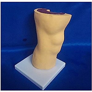 Anatomy Model Anatomical Human Knee Joint, Skin Bone Skeleton Model, Knee Joint Ligaments Skeleton Muscle Anatomy Model, Medical Educational Aid