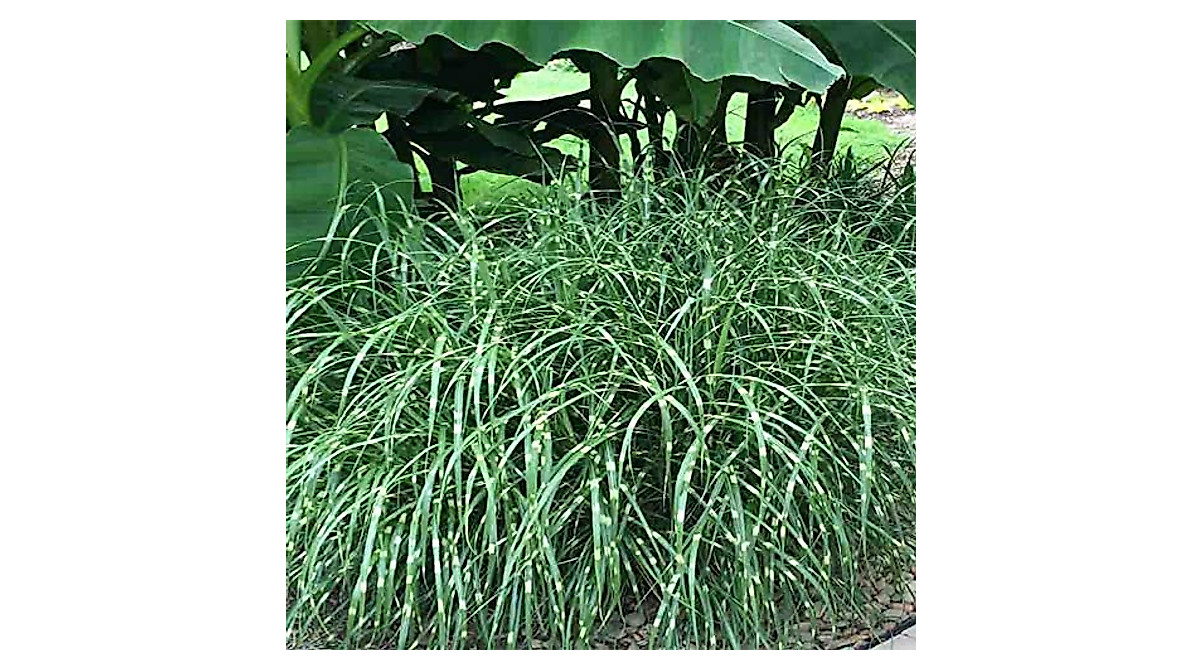 QAUZUY GARDEN 10 Seeds Zebra Grass Variegated Maiden Grass Miscanthus ...
