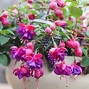 Fuchsia 'Dark Eyes' Seeds Attracts Hummingbirds Easy to Care Exotic Container Hanging Basket Patio Balcony Indoor Outdoor 100Pcs Flower Seeds by YEGAOL Garden