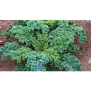 Dwarf Siberian Kale Seeds for Planting, 500+ Heirloom Seeds Per Packet, (Isla's Garden Seeds), Non GMO Seeds, Botanical Name: Brassica oleracea, Great Home Garden Gift