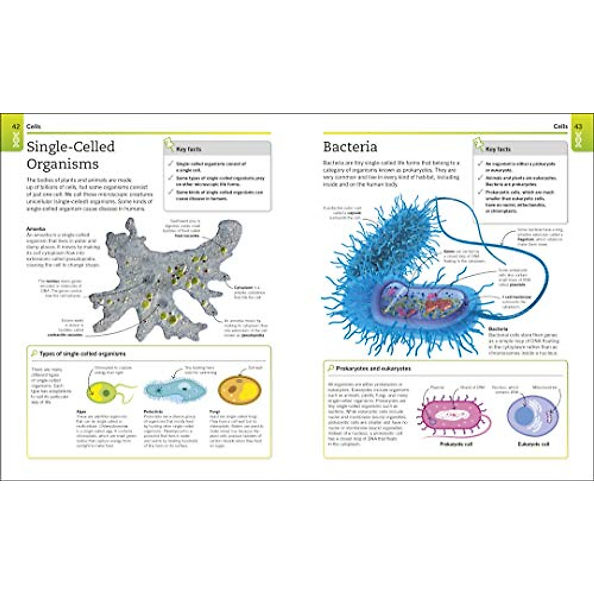Super Simple Biology: The Ultimate Bitesize Study Guide (DK Super Simple)