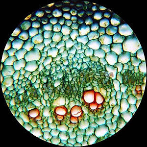 AmScope M150C-PS10 Compound Monocular Microscope, WF10x and WF25x Eyepieces, 40x-1000x Magnification, LED Illumination, Brightfield, Single-Lens Condenser, Coaxial Coarse and Fine Focus, Plain Stage, 110V, Includes Set of 10 Prepared Slides