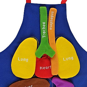 PRIMUZ 3D Organ Apron For Home Preschool Teaching Aid,Human Body Removabl Organs Apron ，Vital Organ Apron That Helps Children Understand The Internal Structure Of The Bod