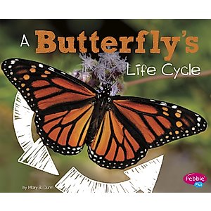 A Butterfly's Life Cycle (Explore Life Cycles)
