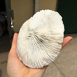 DOUPE Healing Stone White Coral Sea Round Mushroom Coral Natural Artifical Fish Aquatic Pet Supplies Aquarium Landscape Tank Ornaments 8 to 10cm