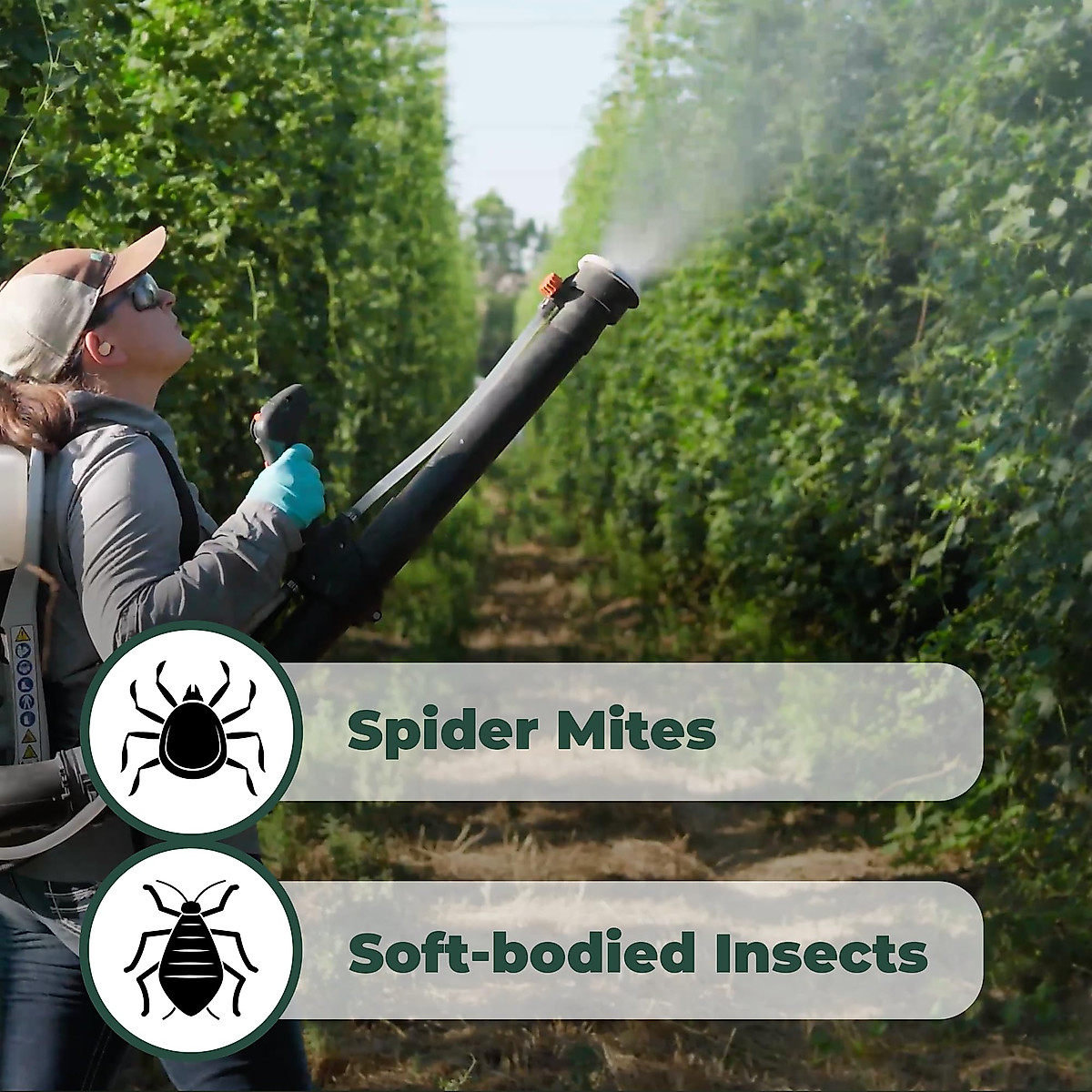 Clean Green Miticide - Effective 16oz Organic Insecticide