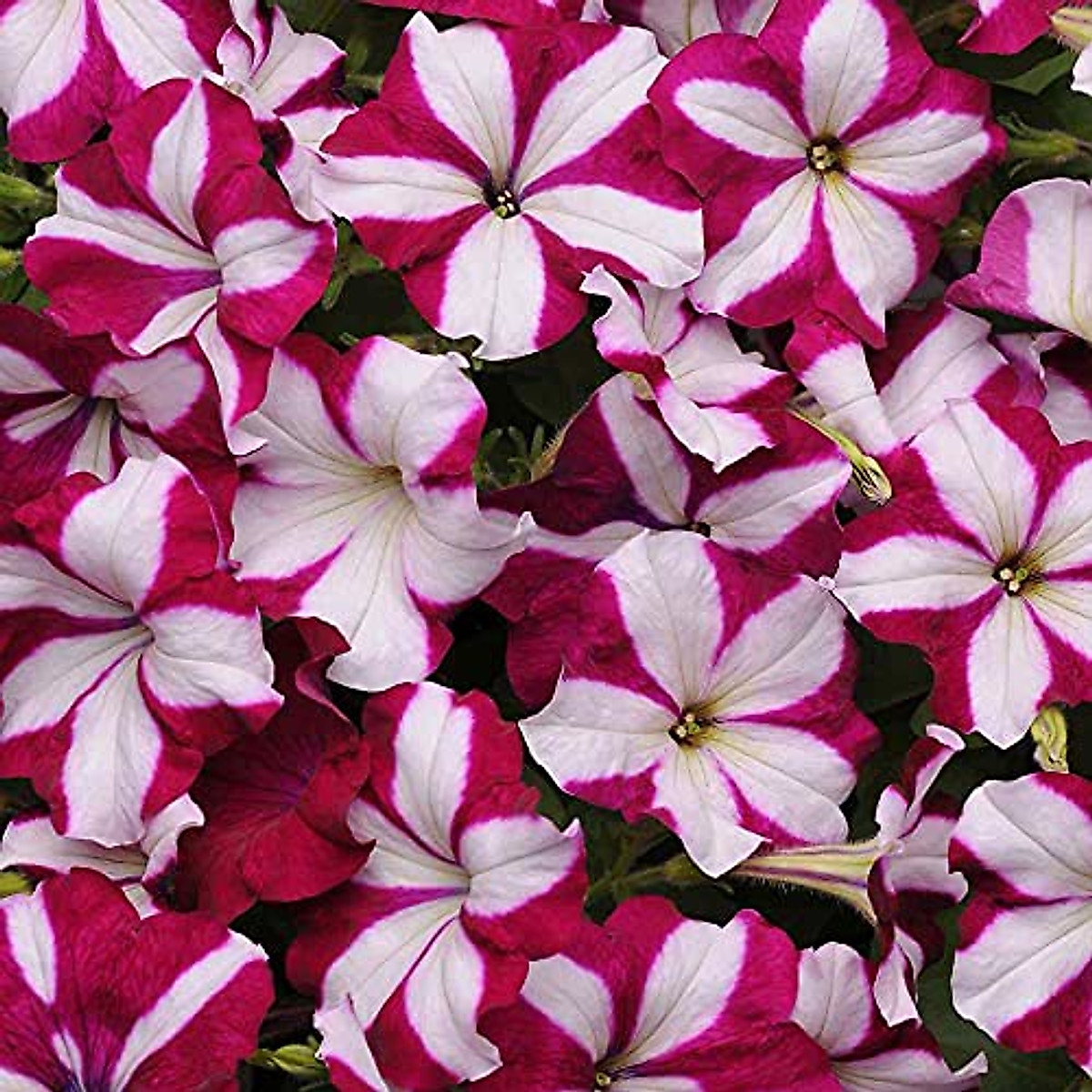 Outsidepride Burgundy Star Easy Wave Petunia Spreading Garden Flowers for Hanging Baskets, Pots, Containers, Beds - 30 Seeds