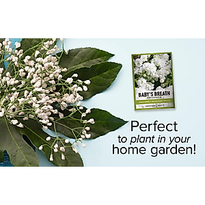 Baby's Breath Seeds for Planting Gpsophila - Beautiful Annual Cut Flower for Flower Arrangements and Beautiful in Flower Beds in Summer Gardens Too by Gardeners Basics