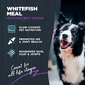 Blackwood Large Breed Dry Dog Food, Whitefish with Ancient Grains, 24 Pound Bag for Adult Dogs, Slow Cooked with Green Mussels to Promote Hip & Joint Health