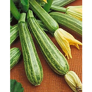 Squash Zucchini Italian Striped Garden Heirloom Vegetable by Seed Kingdom Bulk 500 Seeds