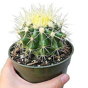 SUCCULENTS BOX | Unique Collection of Live Cactus Plants, Golden Barrel Cactus (2'' + Clay Pot), Hand Selected, Rare Varieties for Gift or Home Decoration