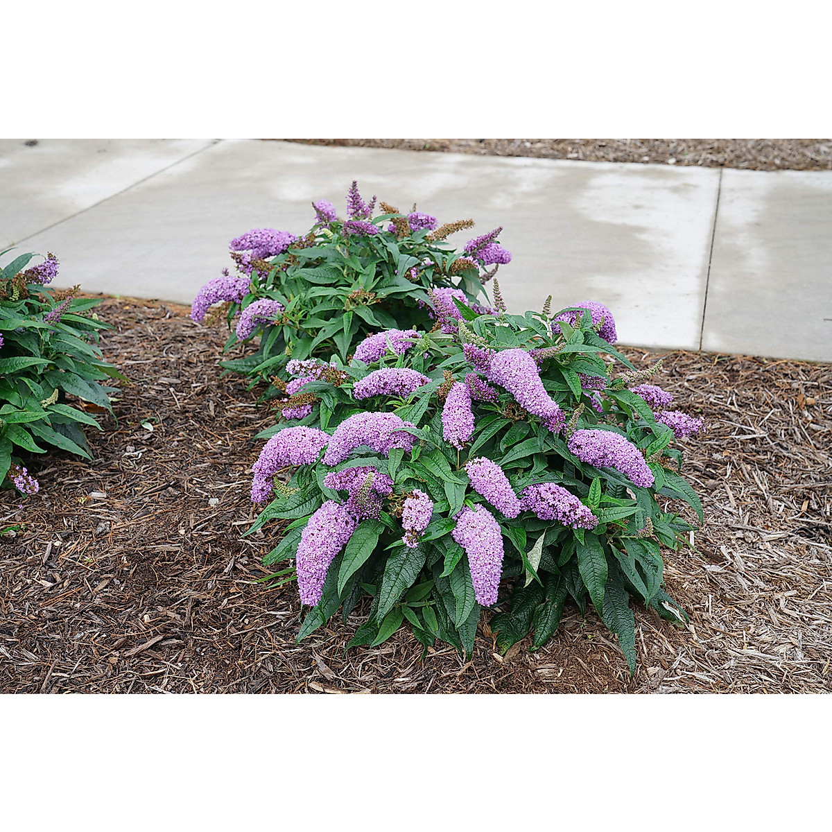 Proven Winner Pugster Amethyst 2 Gal. Buddleia, Purple Blooms
