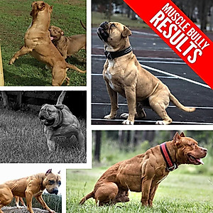 Vita Bully Vitamins for Bully Breeds: Pit Bulls, American Bullies, Exotic Bullies, Bulldogs, Pocket Bullies, Made in The USA (60 Vitamins)