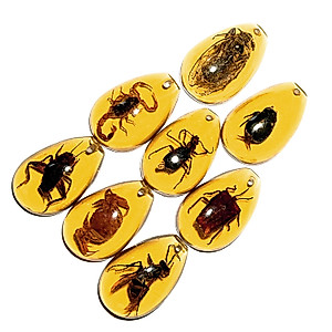 Western Eagle Workshop 8pcs Amber Fossil with Insects Samples Stones Crystal Specimens Home Decorations Collection Oval Pendant