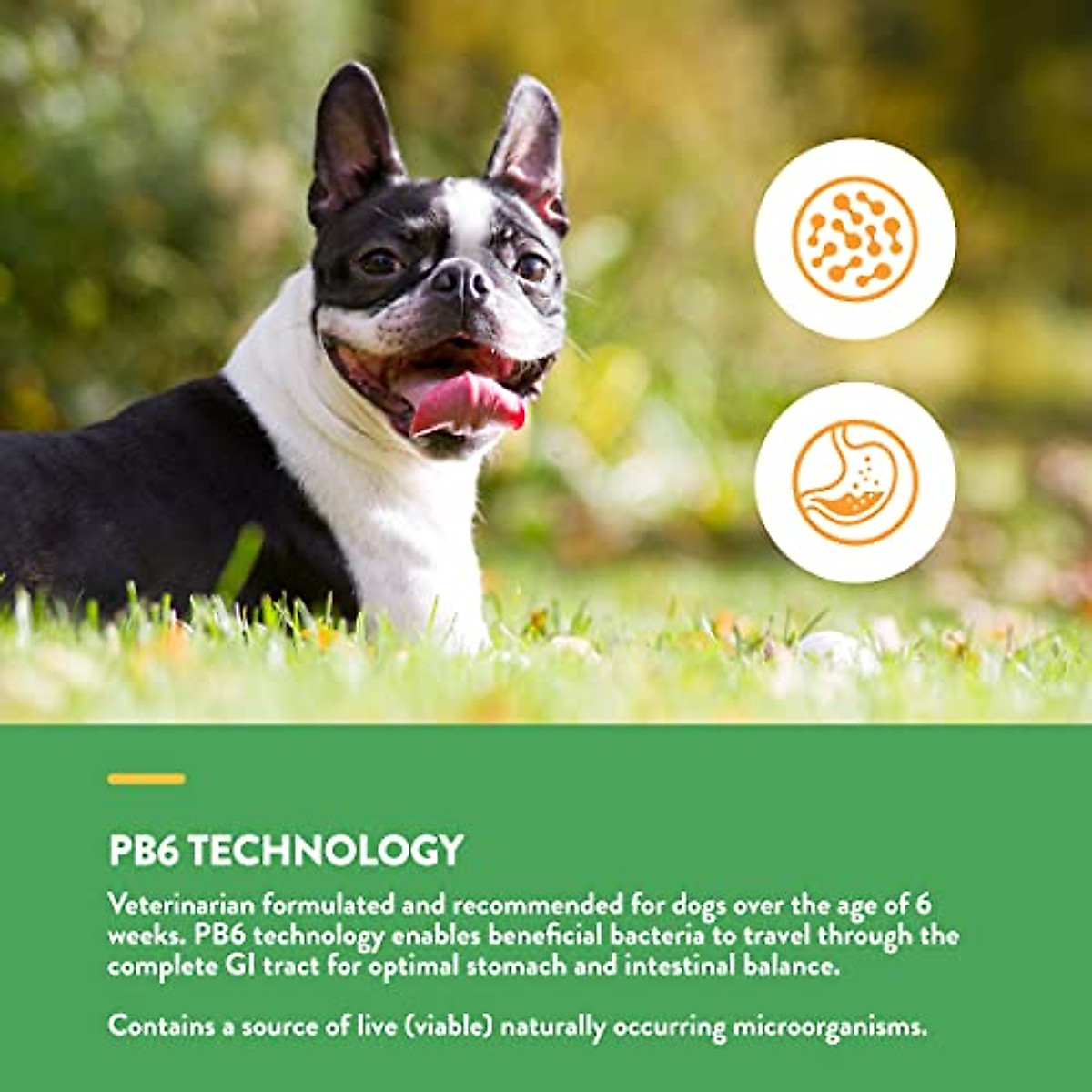 Veterinarian Strength Advanced Probiotics, Healthy Enzymes and PB6 Probiotic Supplement For Your Dogs Stomach, Intestine, Digestion and GI Tract health, Made by NaturVet, 120 Soft Chews