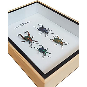 ThaiHonest Real 4 Frog Legged Leaf Beetle Sagra buqueti Insect Taxidermy in Wood Box Display for Collectibles