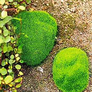 100Pcs/Pack Moss Seeds Home DIY Bonsai Decoration Grass Seeds Potted Plants Seeds