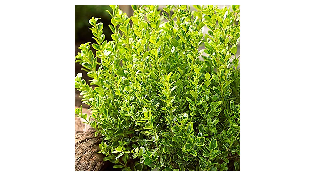 Wintergreen Japanese Boxwood Hedge Seeds - Fast Growing Evergreen