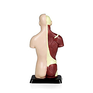Vision Scientific VAT105 Sexless Human Torso | 7 Removable Parts | Displays Respiratory, Circulatory, Digestive, Nervous, Urinary System, and Musculature | Instruction Manual Included