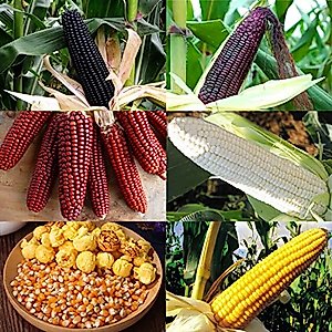 150+6Mix Corn Seeds for Planting Vegetables and Fruits,Glass Gem Corn Seeds ,Heirloom Seeds Non GMO Organic Garden Seeds