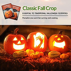 Survival Garden Seeds - Jack-O-Lantern Pumpkin Seed for Planting - Packet with Instructions to Plant and Grow Orange Carving Pumpkins in Your Home Vegetable Garden - Non-GMO Heirloom Variety