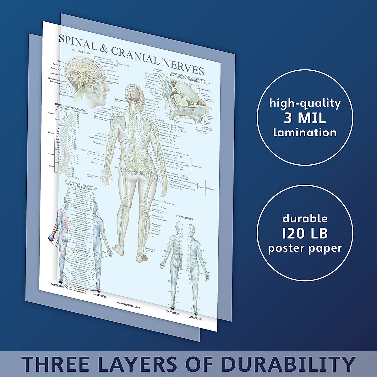 Palace Learning 4 Pack - Anatomical Poster Set - Laminated - Muscular, Skeletal, Spinal Nerves, Dermatomes - Anatomy Chart Set (LAMINATED, 18” x 24”)