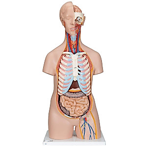 3B Scientific B11 Plastic 16 Part Classic Unisex Human Torso Model, 9.8" Length x 15" Width x 34.3" Height