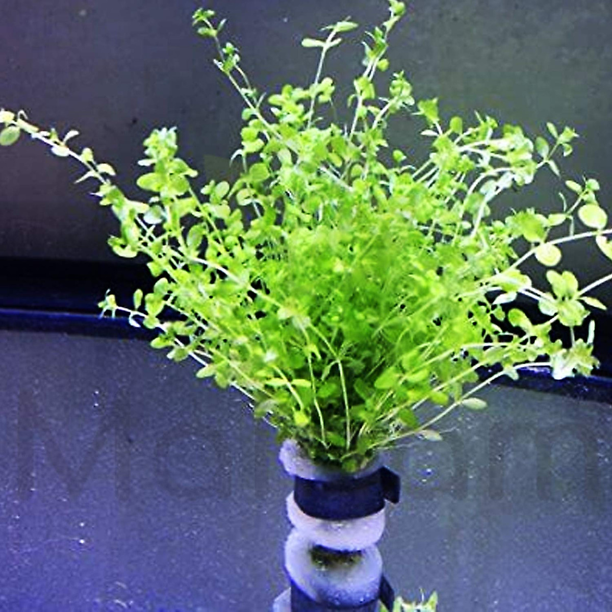 Pearlweed Bundle Micranthemum Micranthemoides Freshwater Carpet Live Aquarium Decorations Aquatic Plants for Fish Tank