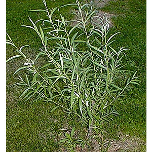 Natural Privacy Fence - 60 Ft Long - Grow 20 Fast Growing Hybrid Willow Trees - Up to 10 Feet First Year - Change The View